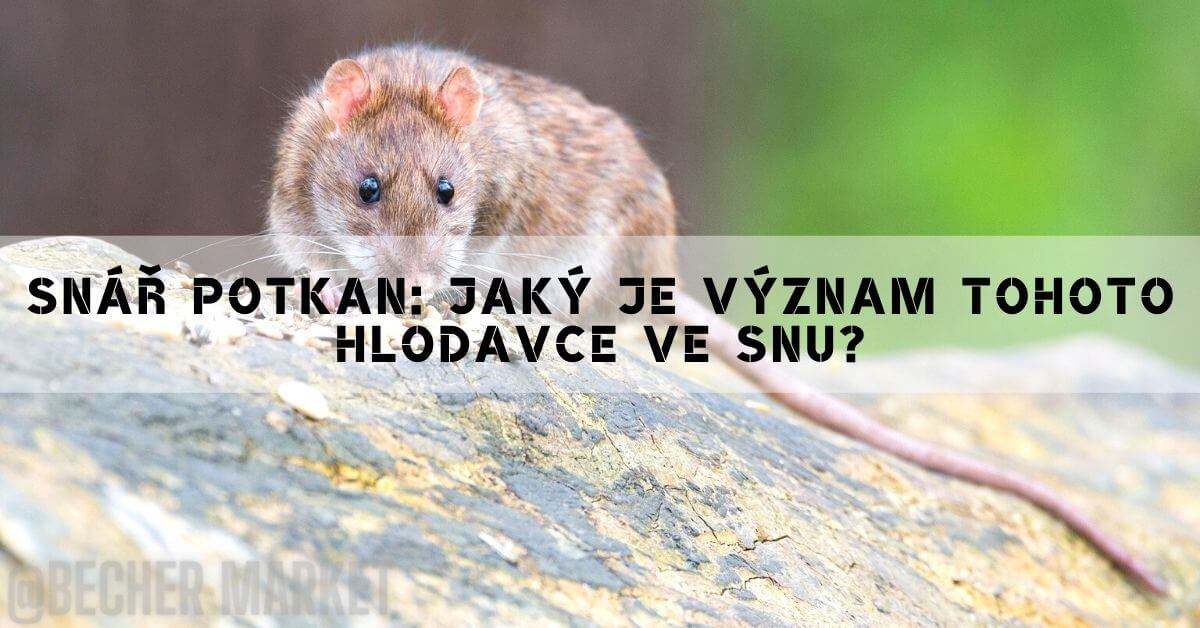 Snář Potkan: Jaký Je Význam Tohoto Hlodavce Ve Snu? » Becher Market